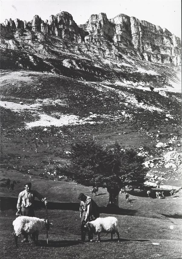 Pastores del Gorbea con carneros en Aldamiñape - Bilbao Museoa