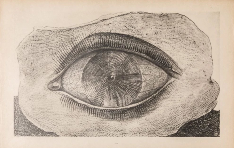 Max Ernst. Poéticas del surrealismo - Bilbao Museoa