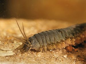 Parapodium - Didactalia: material educativo